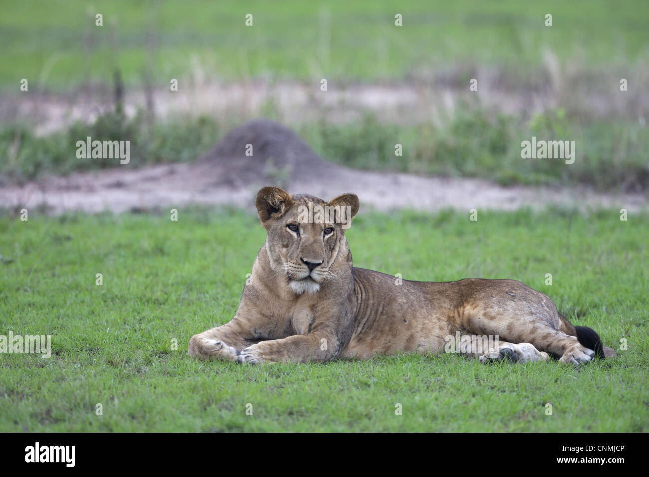 Lion (Panthera leo) adult female, resting on grass, Queen Elizabeth N.P ...