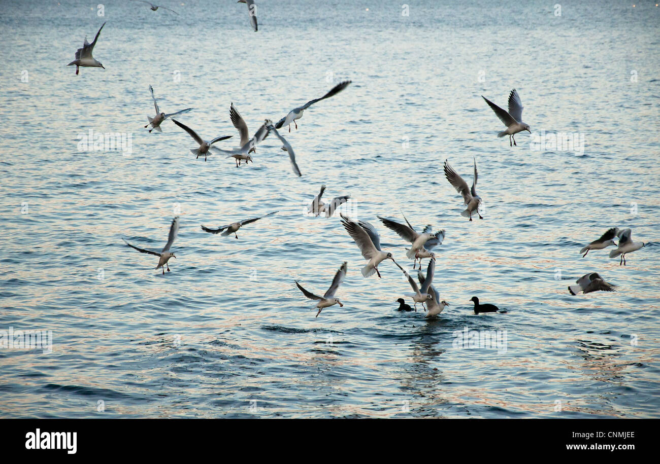 Group of seagulls hi-res stock photography and images - Alamy