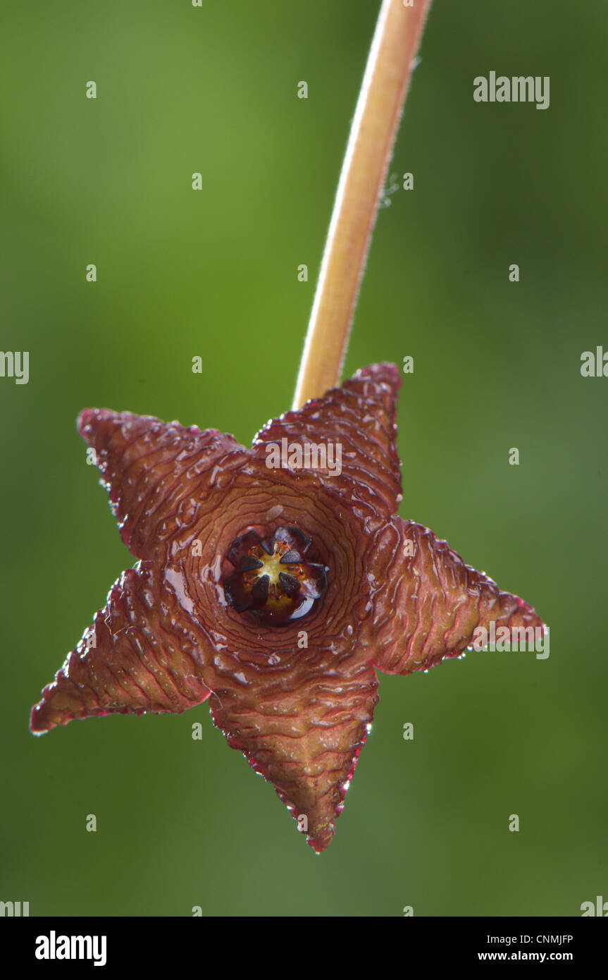 Carrion Flower (Stapelia similis) close-up of flower, South Africa ...
