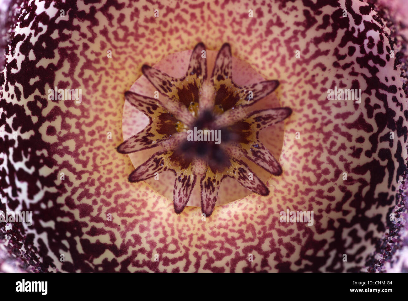 Carrion Flower (Orbea hardyi) close-up of inner part of flower, South ...