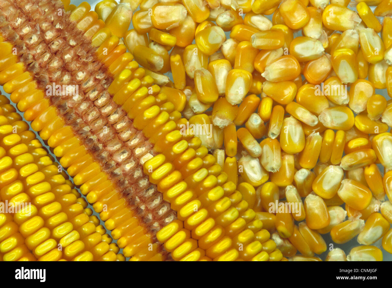 Grains of Corn Cereal Stock Photo - Alamy
