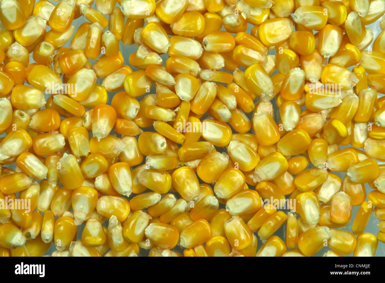 Grains of Corn Cereal Stock Photo - Alamy