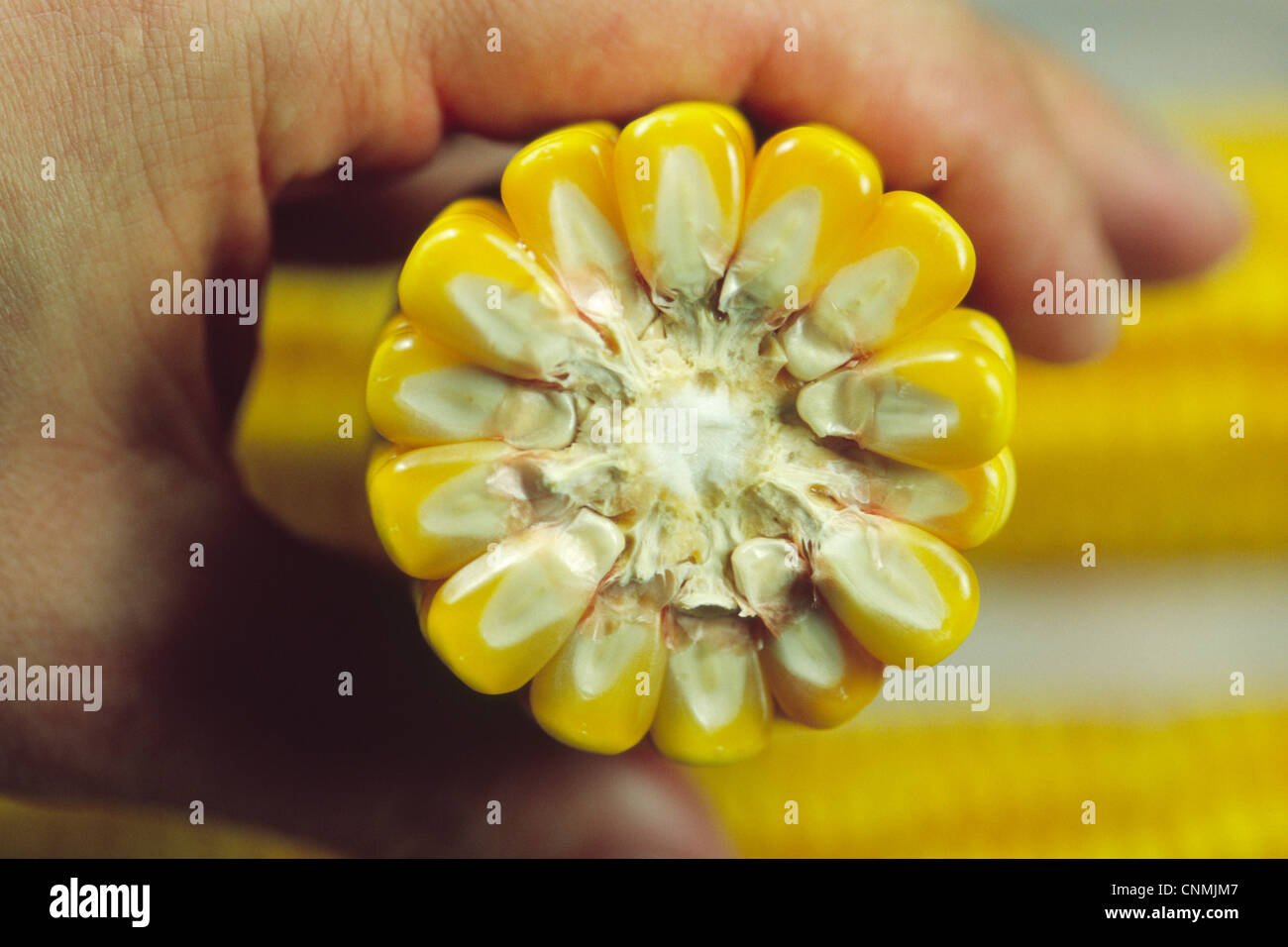 Corn Close up Stock Photo - Alamy