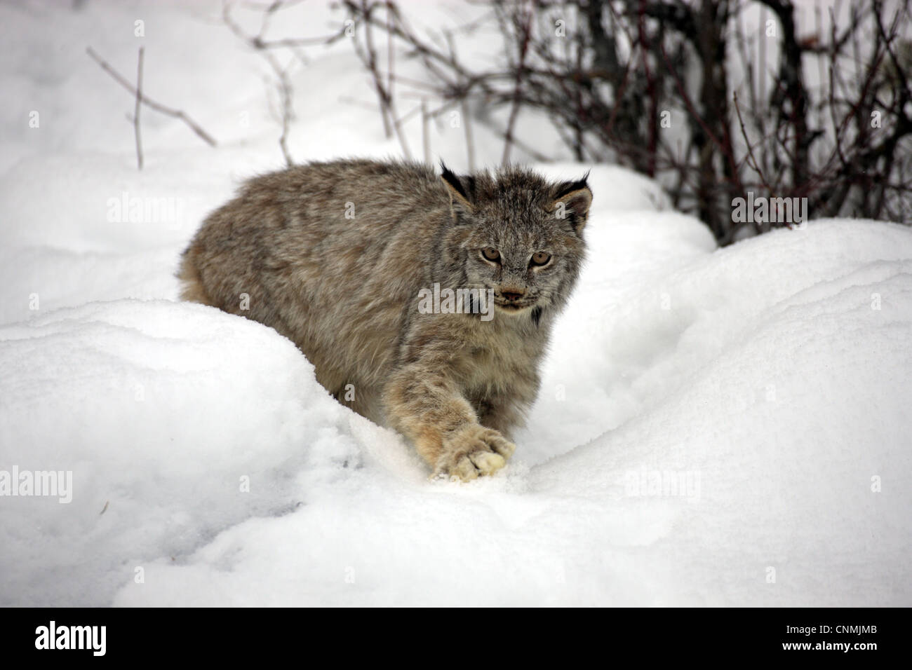 Canadian Lynx (Lynx canadensis) young, standing in snow, Montana, U.S.A ...