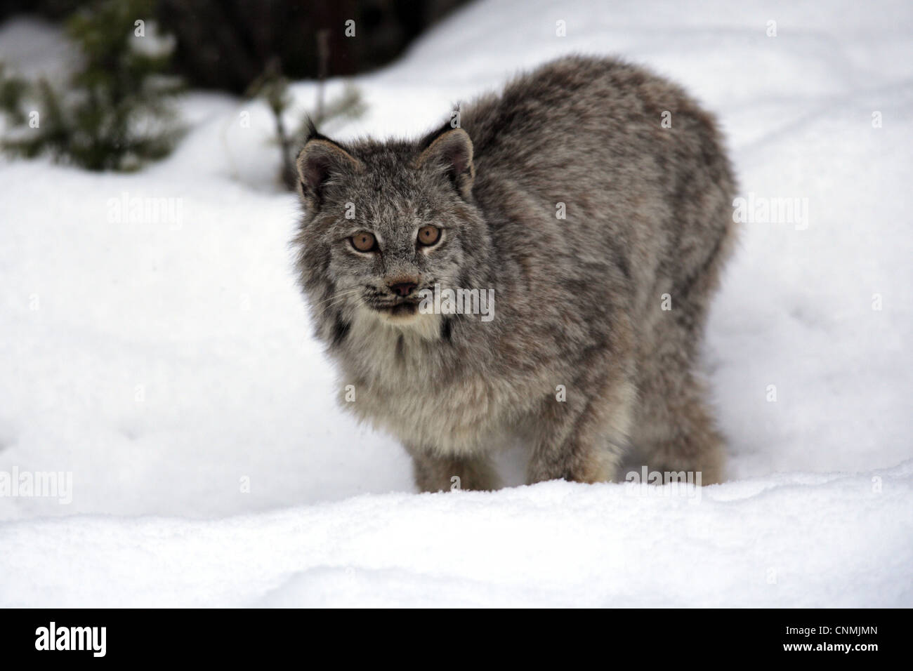 Canadian Lynx (Lynx canadensis) young, standing in snow, Montana, U.S.A ...