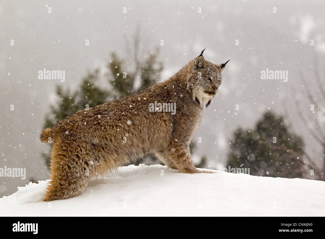 Canadian Lynx (Lynx canadensis) adult, standing in snow during snowfall ...