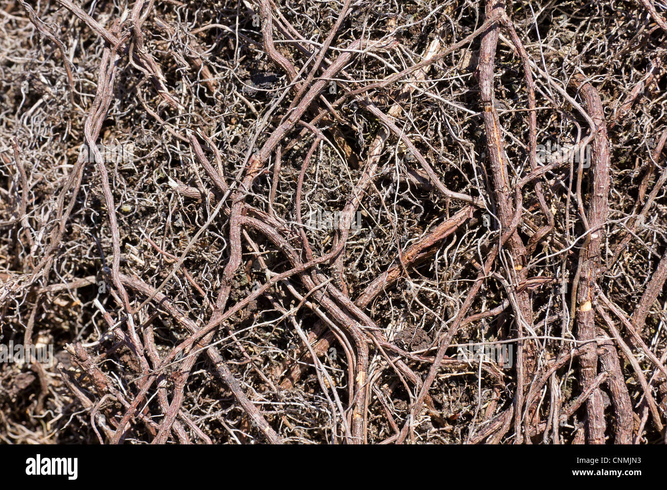 Chaos from red long roots of various trees background texture. Sunny ...