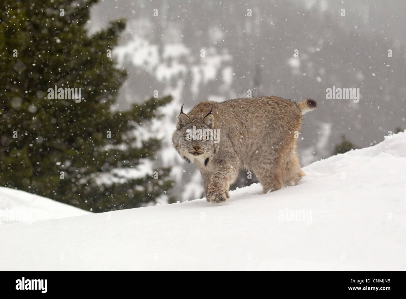 Canadian Lynx (Lynx canadensis) adult, walking in snow during snowfall ...