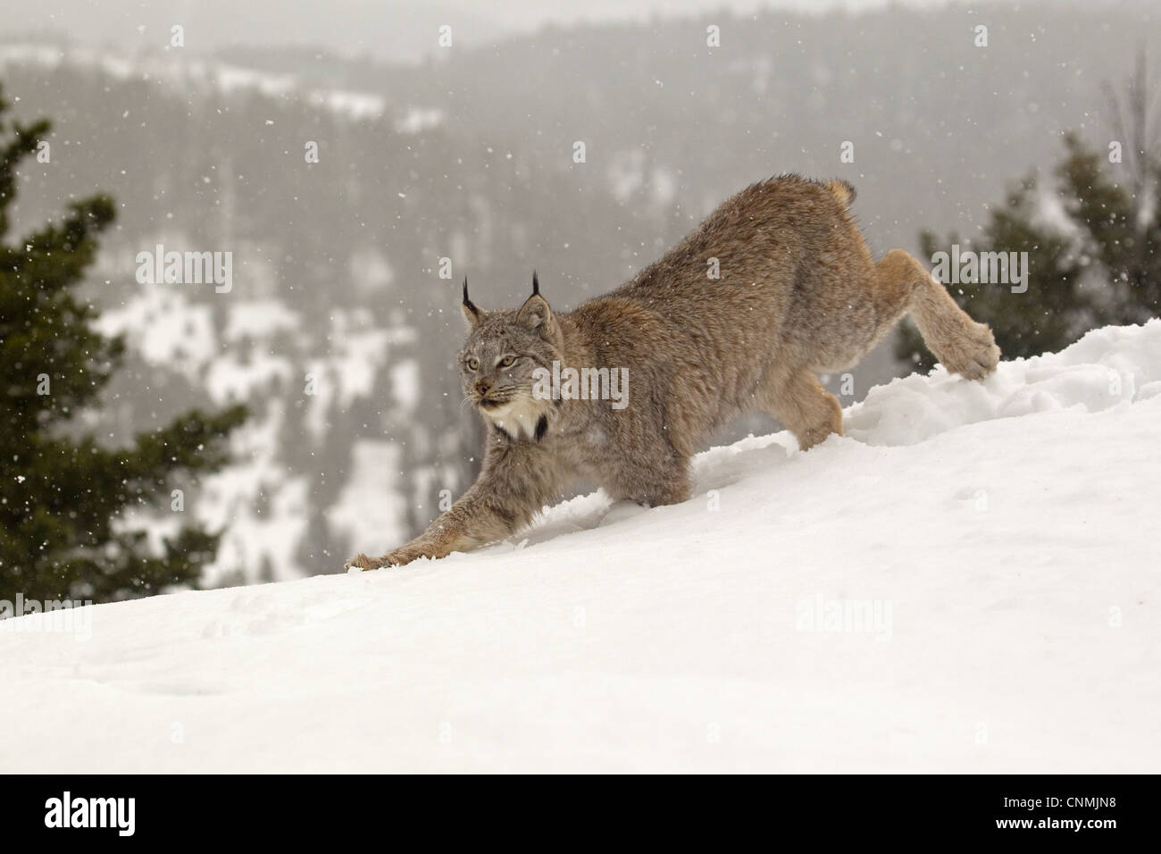 Canadian Lynx (Lynx canadensis) adult, walking in snow during snowfall ...