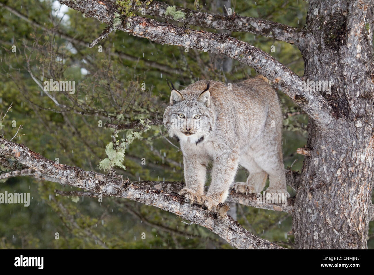 Canadian Lynx (Lynx canadensis) adult, standing on branches in conifer ...