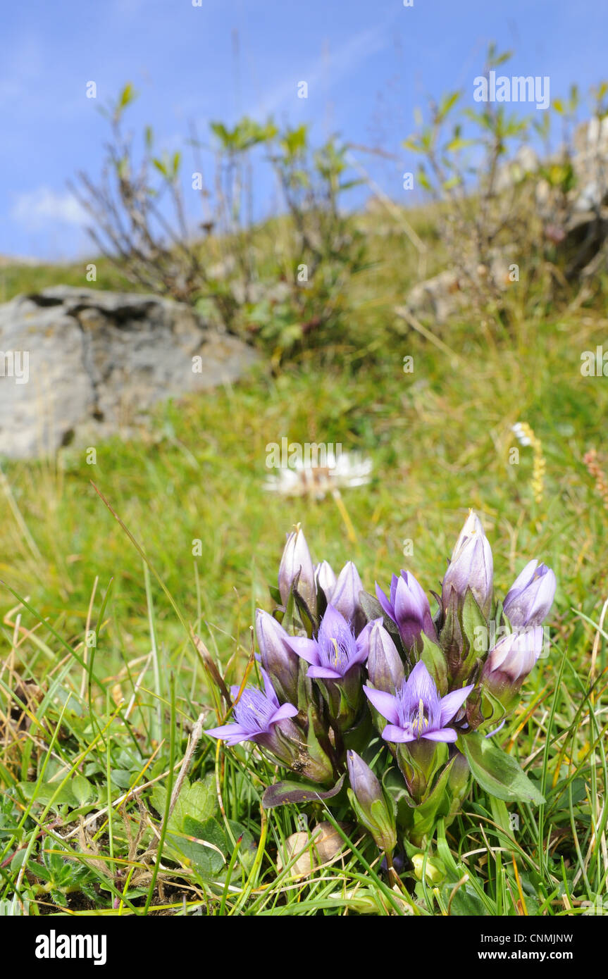 Dolomitian Gentian (Gentianella anisodonta) flowering, growing in ...