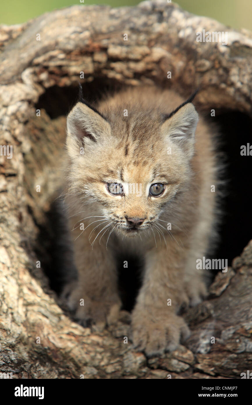 Canadian Lynx (Lynx canadensis) eight-weeks old cub, in hollow tree ...