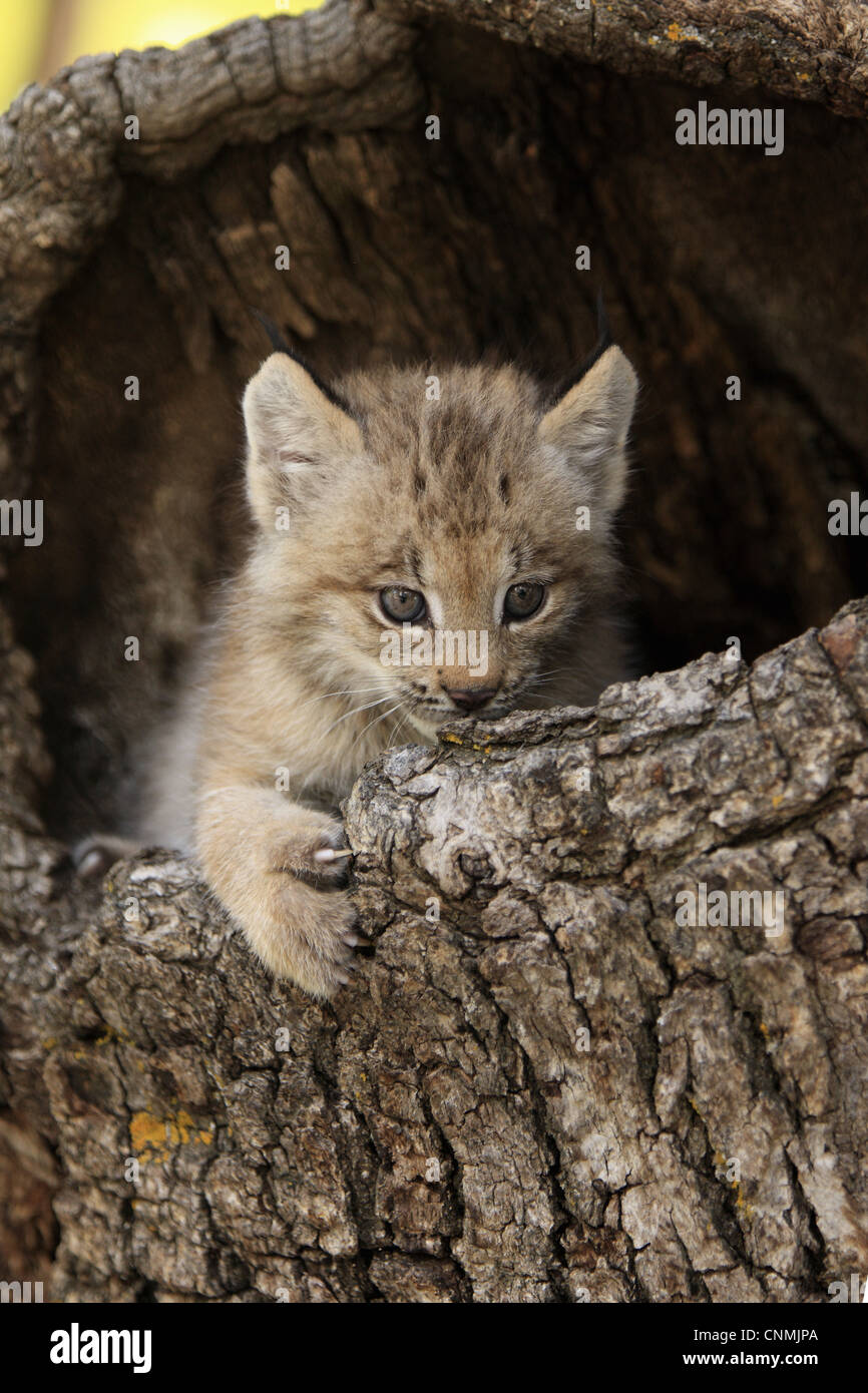 Canadian Lynx (Lynx canadensis) eight-weeks old cub, in hollow tree ...