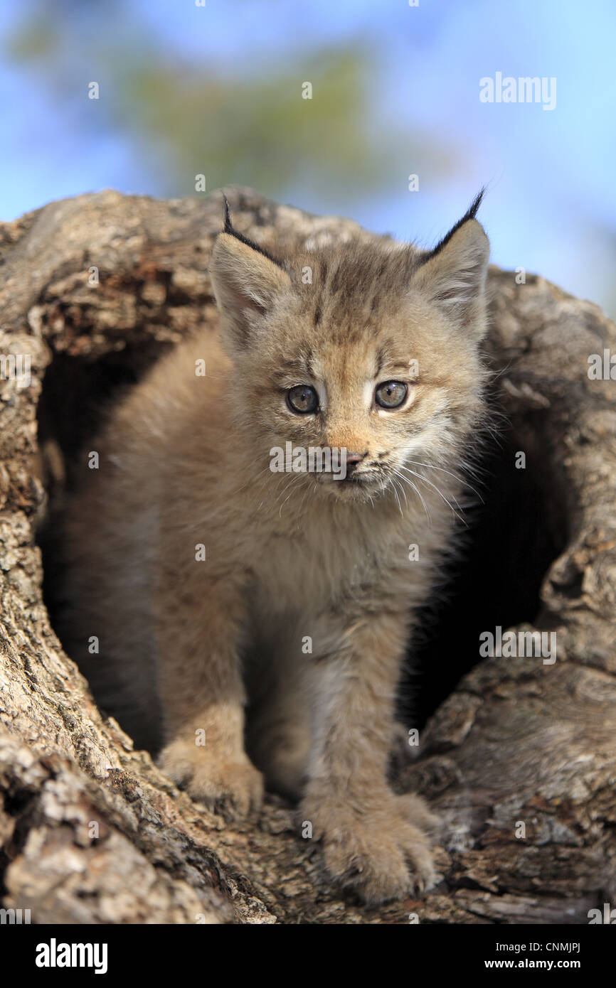 Canadian Lynx (Lynx canadensis) eight-weeks old cub, in hollow tree ...
