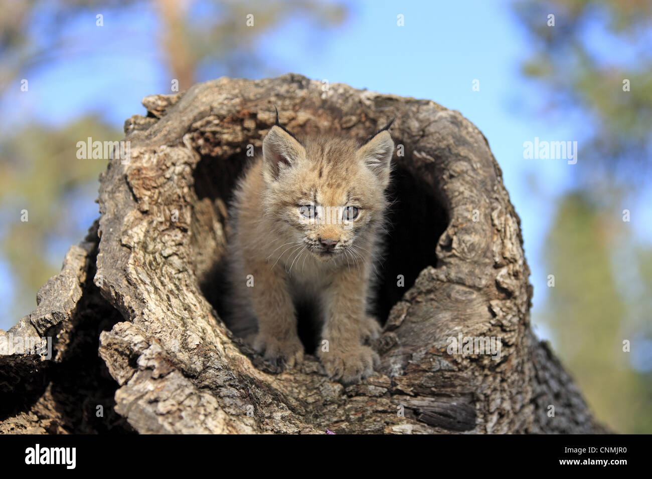 Canadian Lynx (Lynx canadensis) eight-weeks old cub, in hollow tree ...