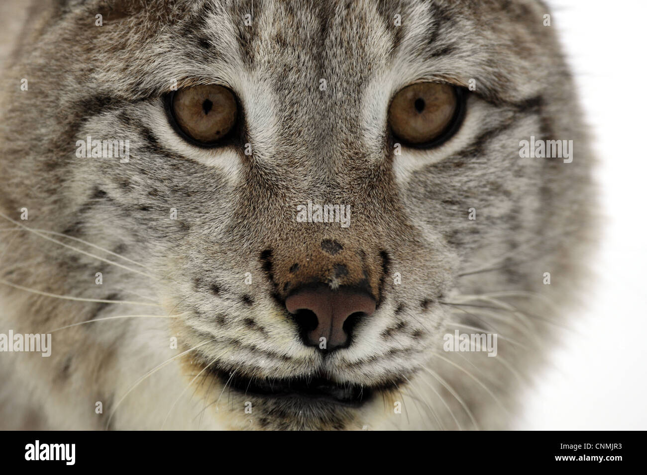 Lynx faces hi-res stock photography and images - Alamy