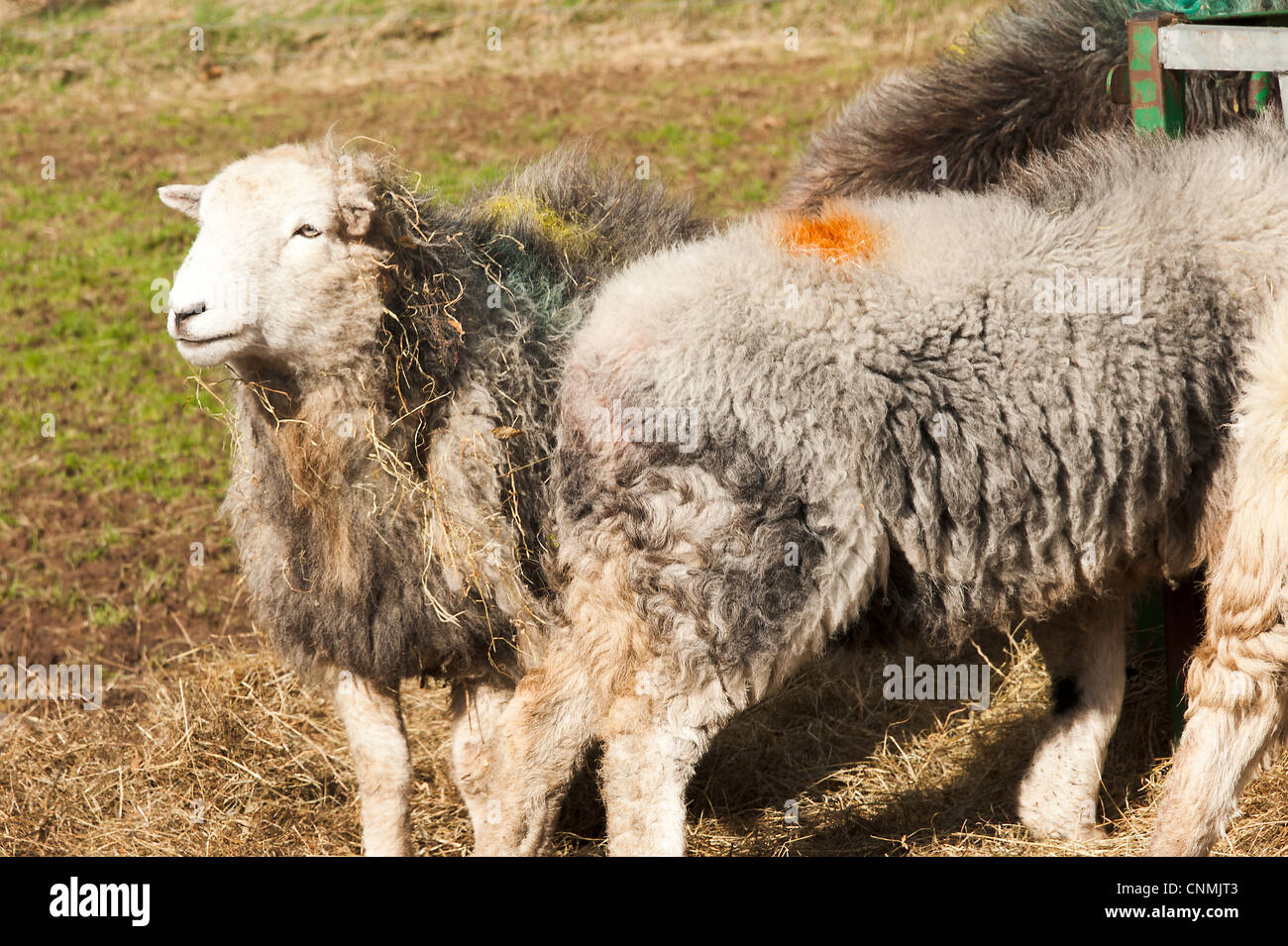 Hardy sheep breed hi-res stock photography and images - Alamy