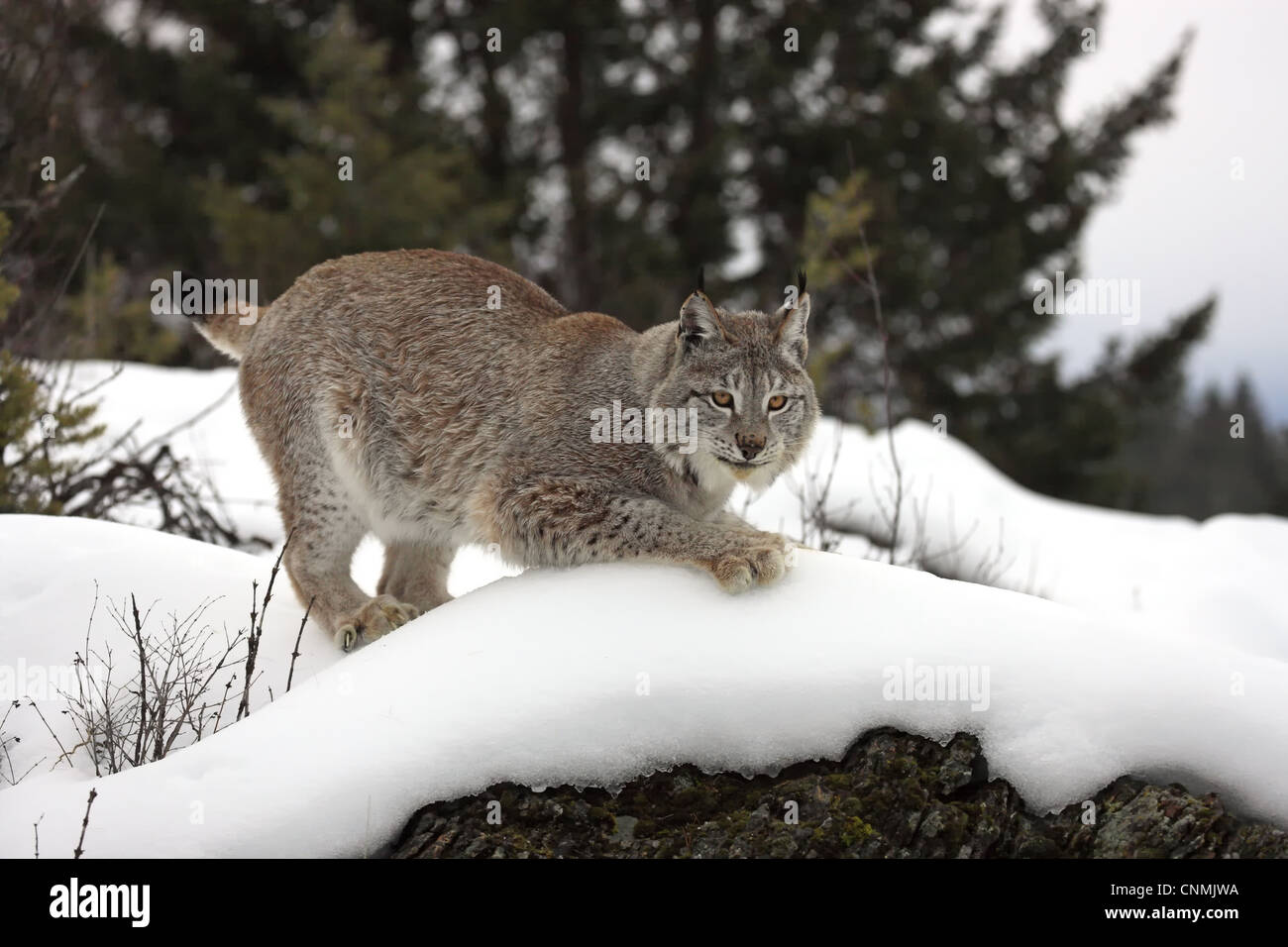 Lynxes lynx in snow hi-res stock photography and images - Alamy