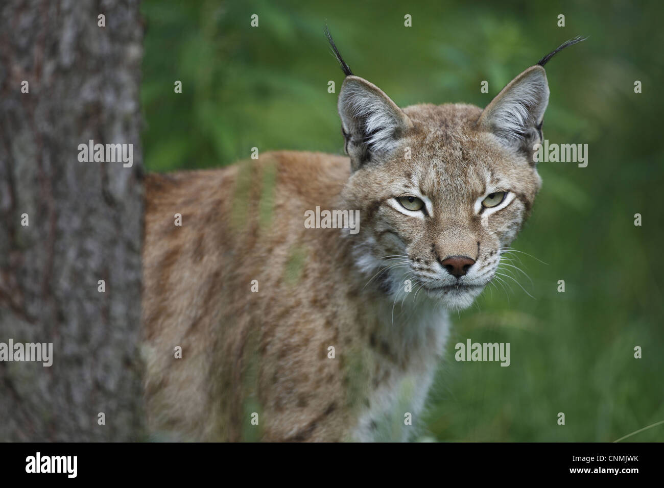 Eurasian Lynx (Lynx lynx) adult, close-up of head, looking out from ...
