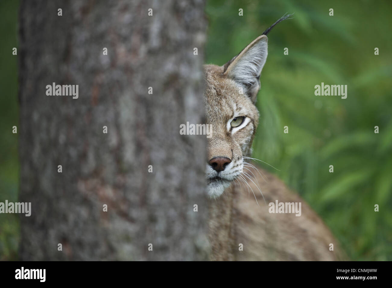 Eurasian Lynx (Lynx lynx) adult, close-up of head, looking out from ...