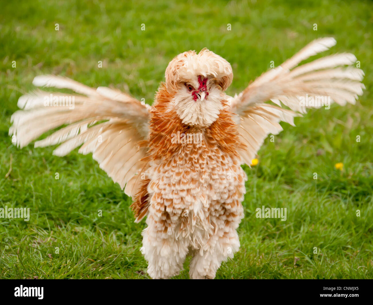 Chicken spreading wings hi-res stock photography and images - Alamy