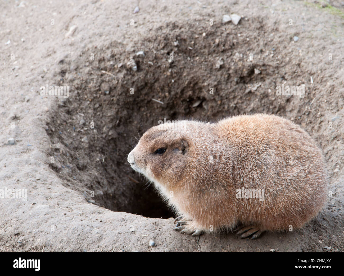 Furry rodent in front of his hole Stock Photo - Alamy