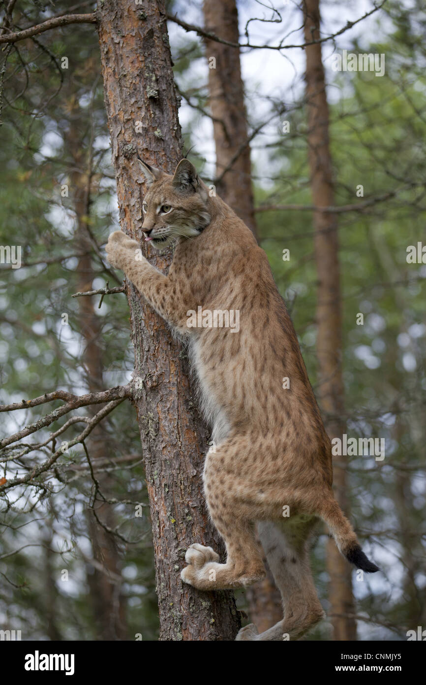 Eurasian Lynx (Lynx lynx) adult, climbing tree in coniferous forest ...