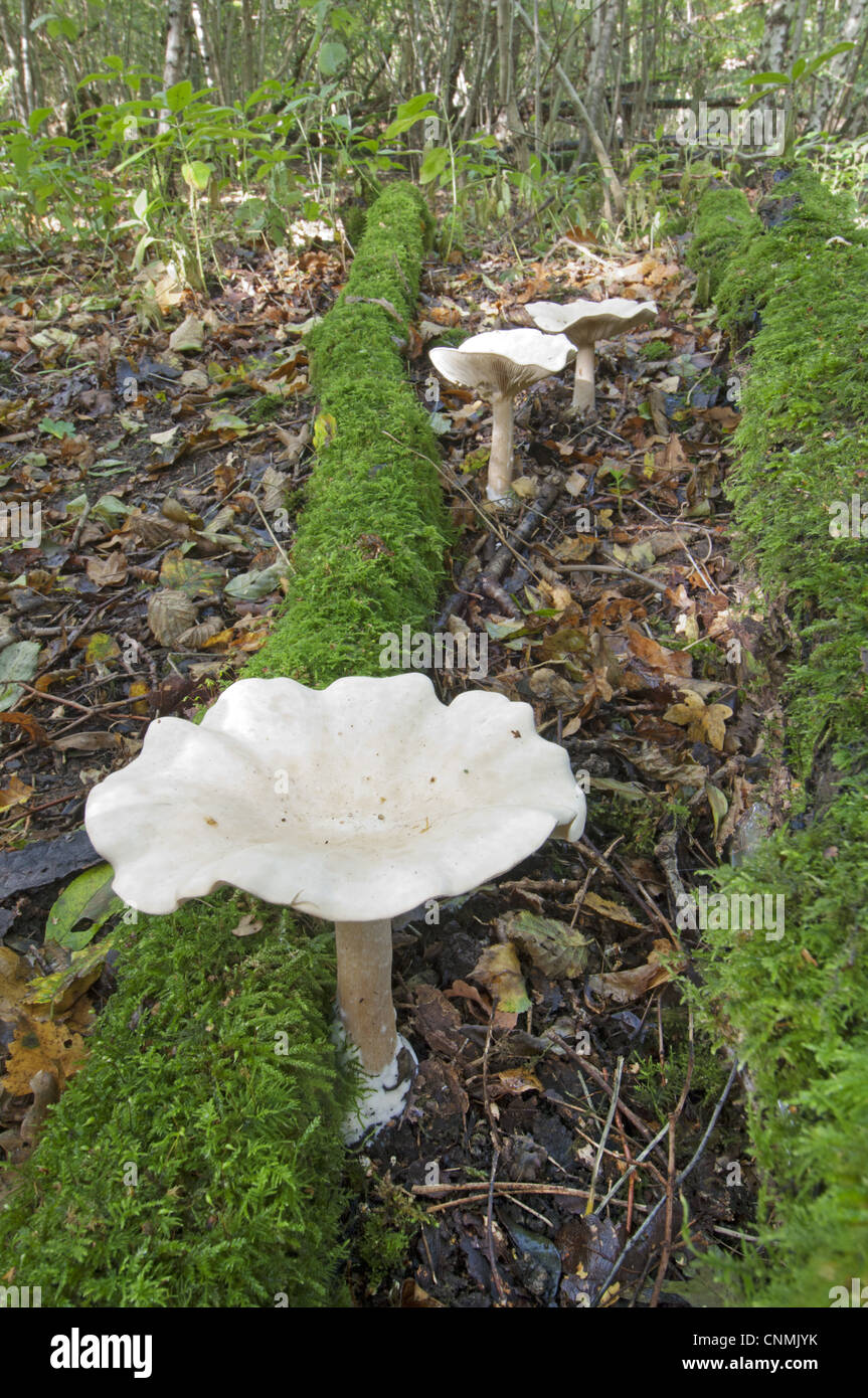 Trooping Funnel (Clitocybe geotropa) fruiting bodies, growing on floor ...