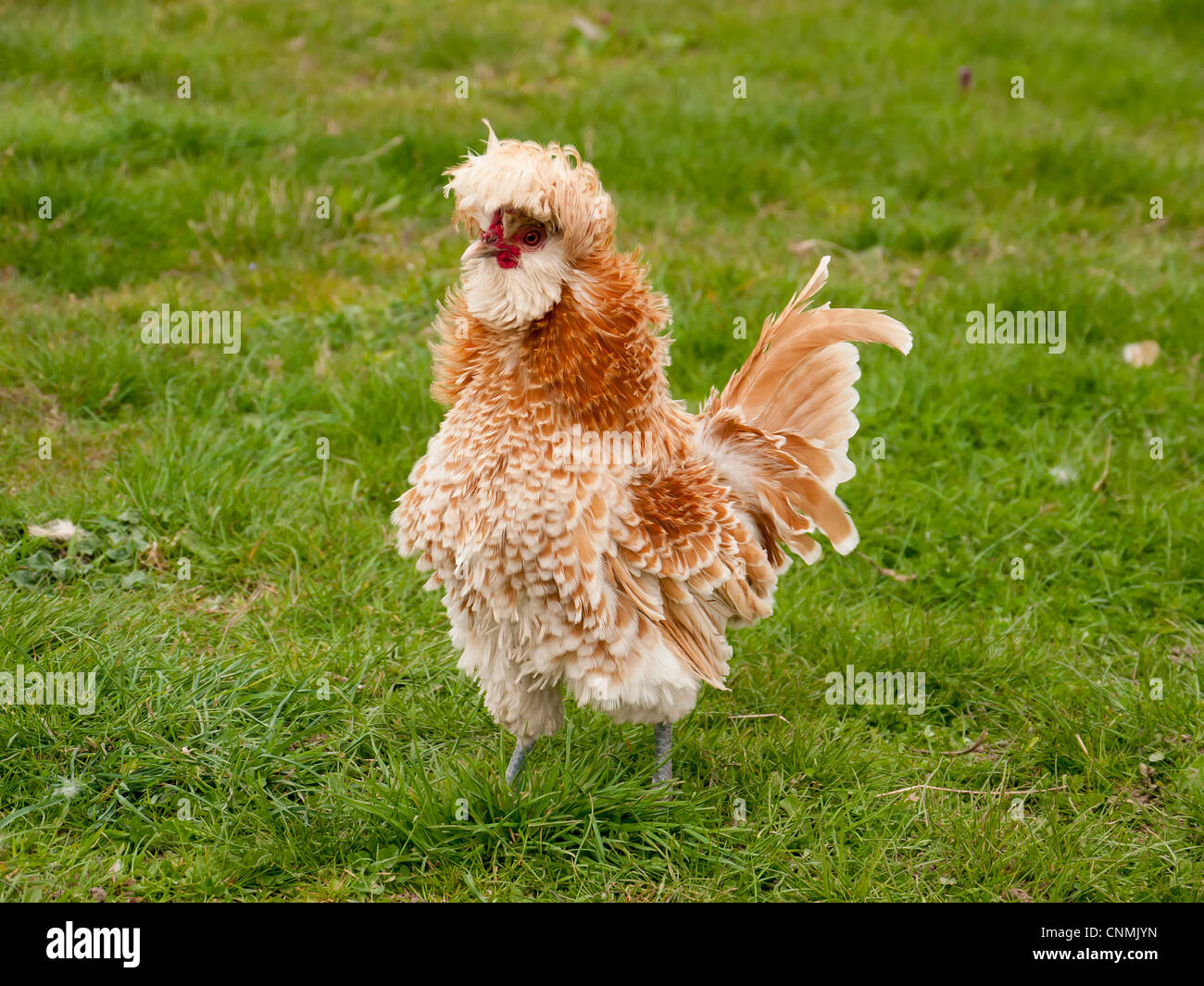 Cockerel face on hi-res stock photography and images - Alamy