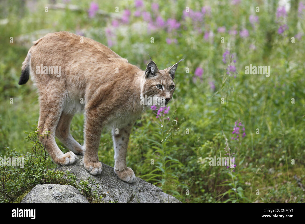 Eurasian Lynx (Lynx lynx) adult, standing on rock in forest, Finland ...