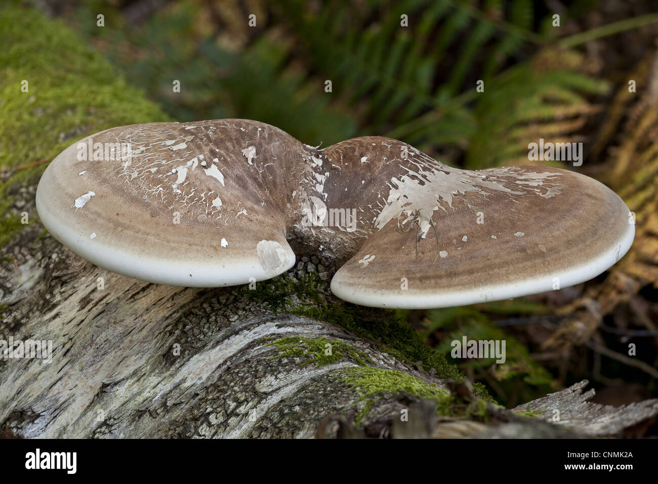 Birch polypore brackets hi-res stock photography and images - Alamy