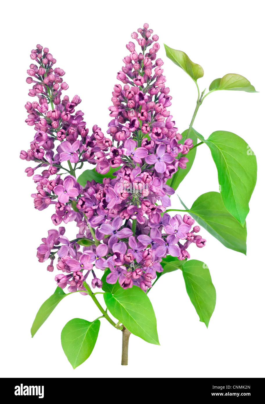 Purple spring lilac isolated branch with leaves Stock Photo - Alamy