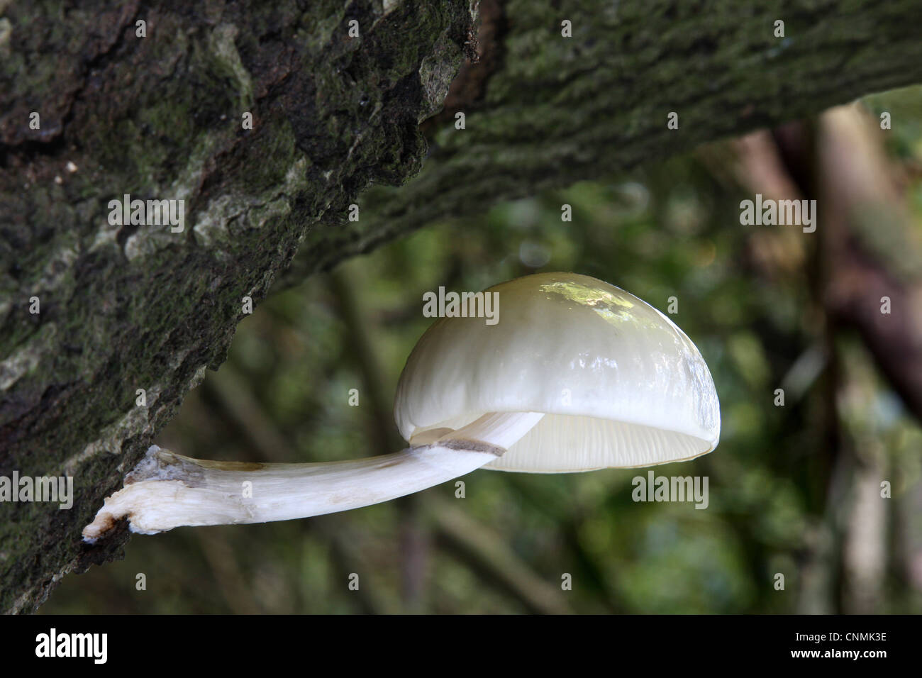 Porcelain Fungus (Oudemansiella mucida) fruiting body, growing on dead ...