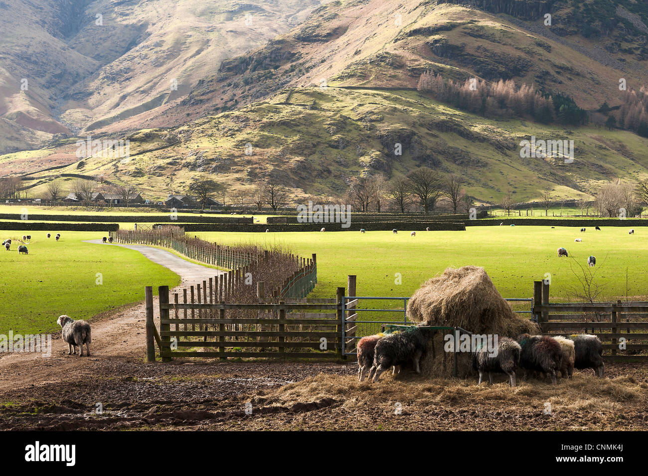 Sheep on lake district farm hi-res stock photography and images - Alamy