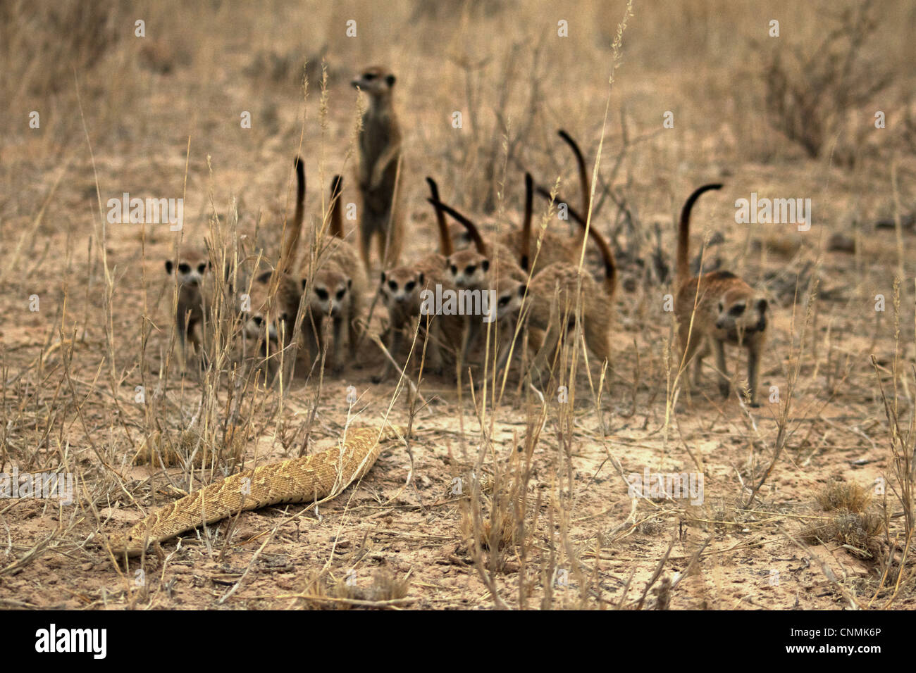 Meercats mob snake hi-res stock photography and images - Alamy