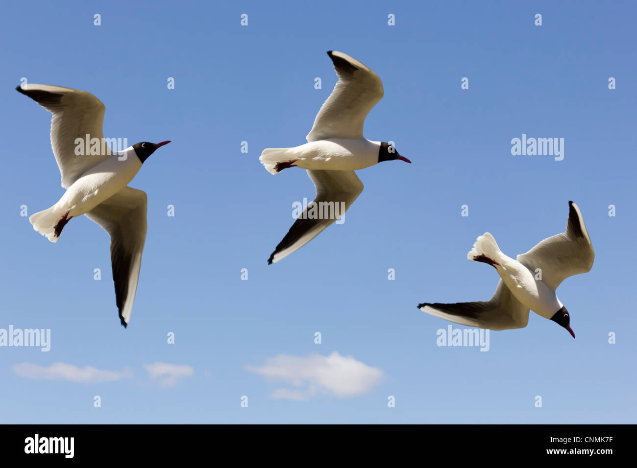 Three phases of flight birds gulls in the blue sky - up, right and down ...