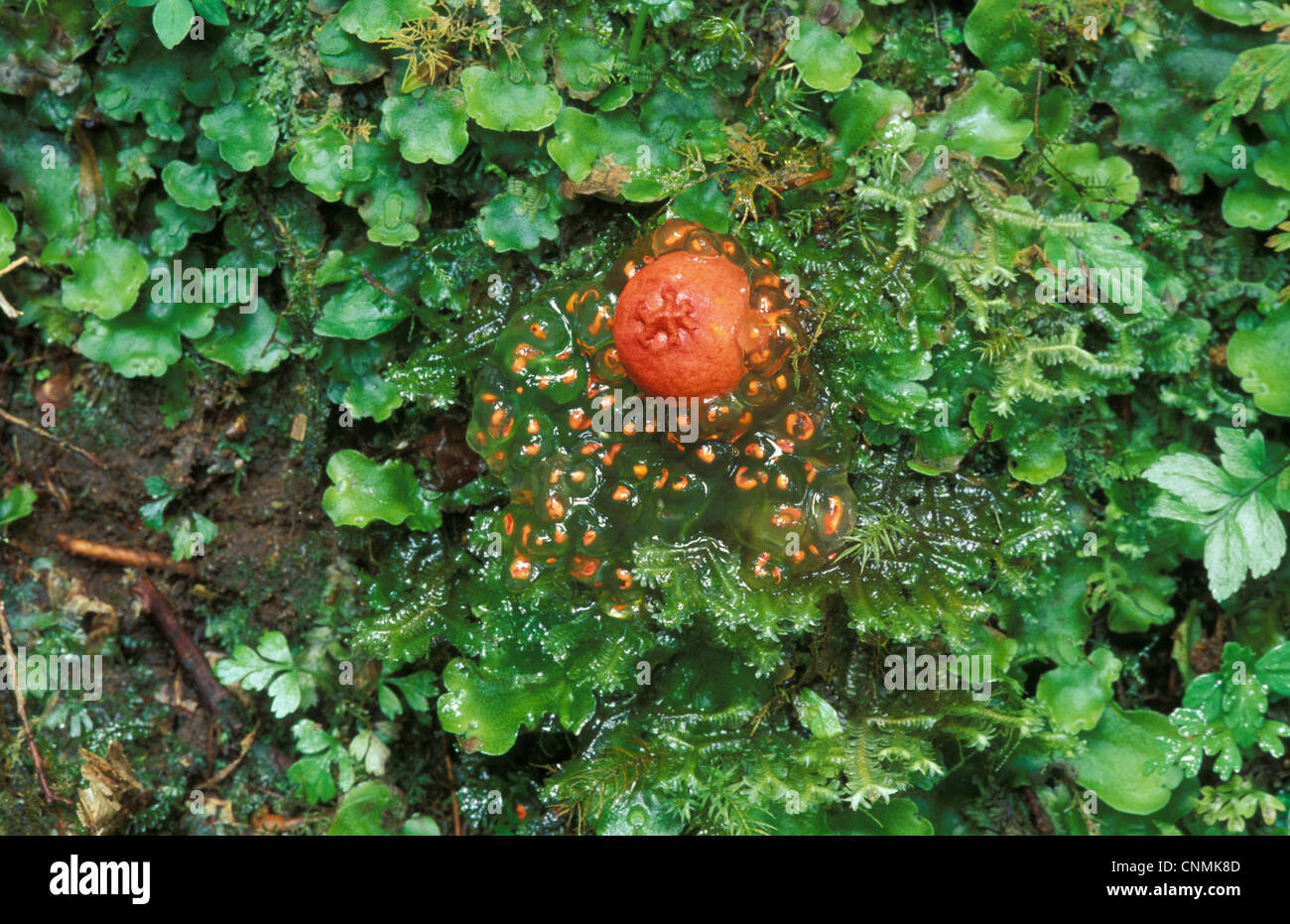 Orange Puffball (Calostoma cinnabarina) Costa Rica Stock Photo - Alamy