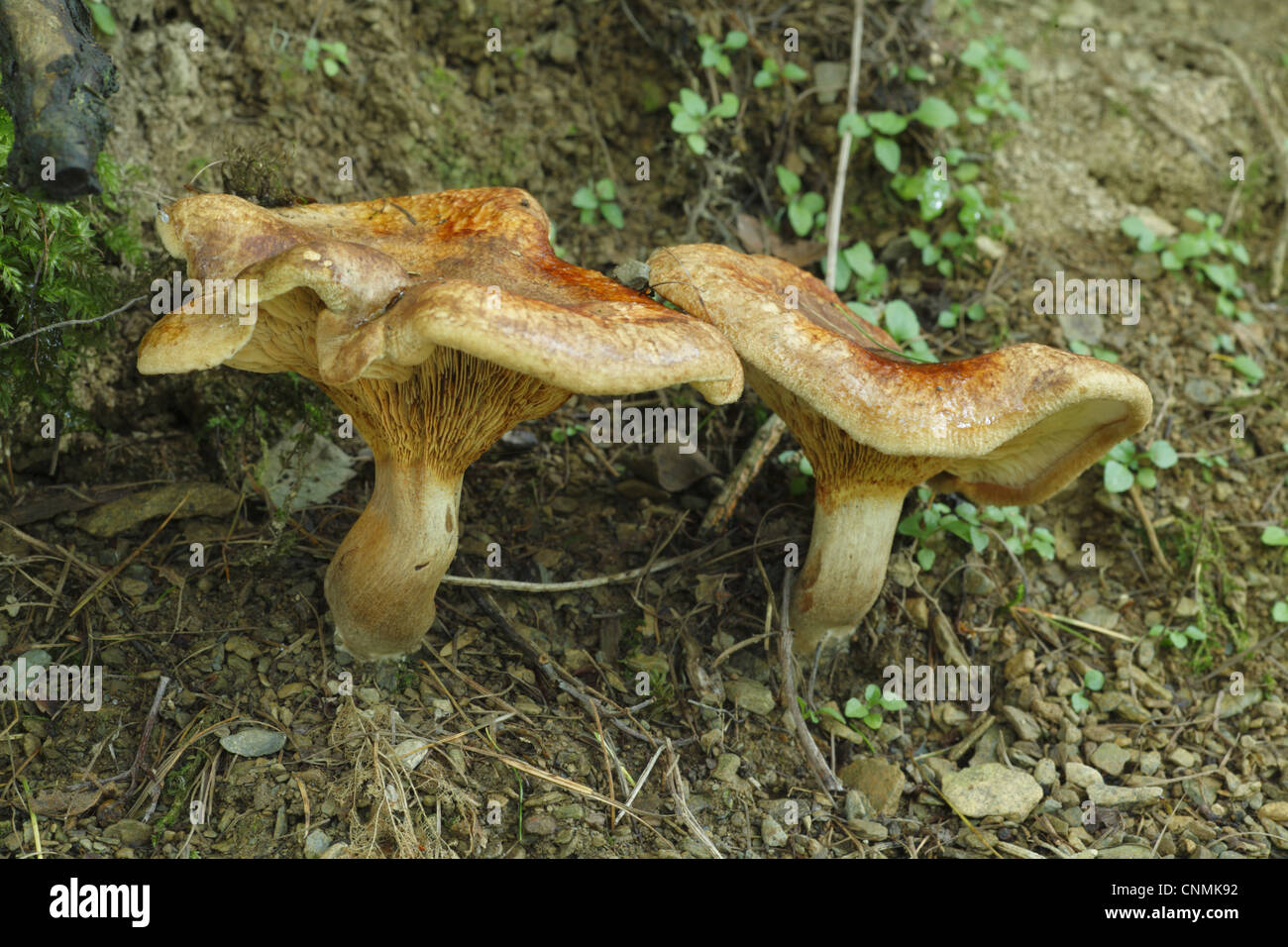 Brown Roll-rim (Paxillus involutus) two fruiting bodies, Powys, Wales ...