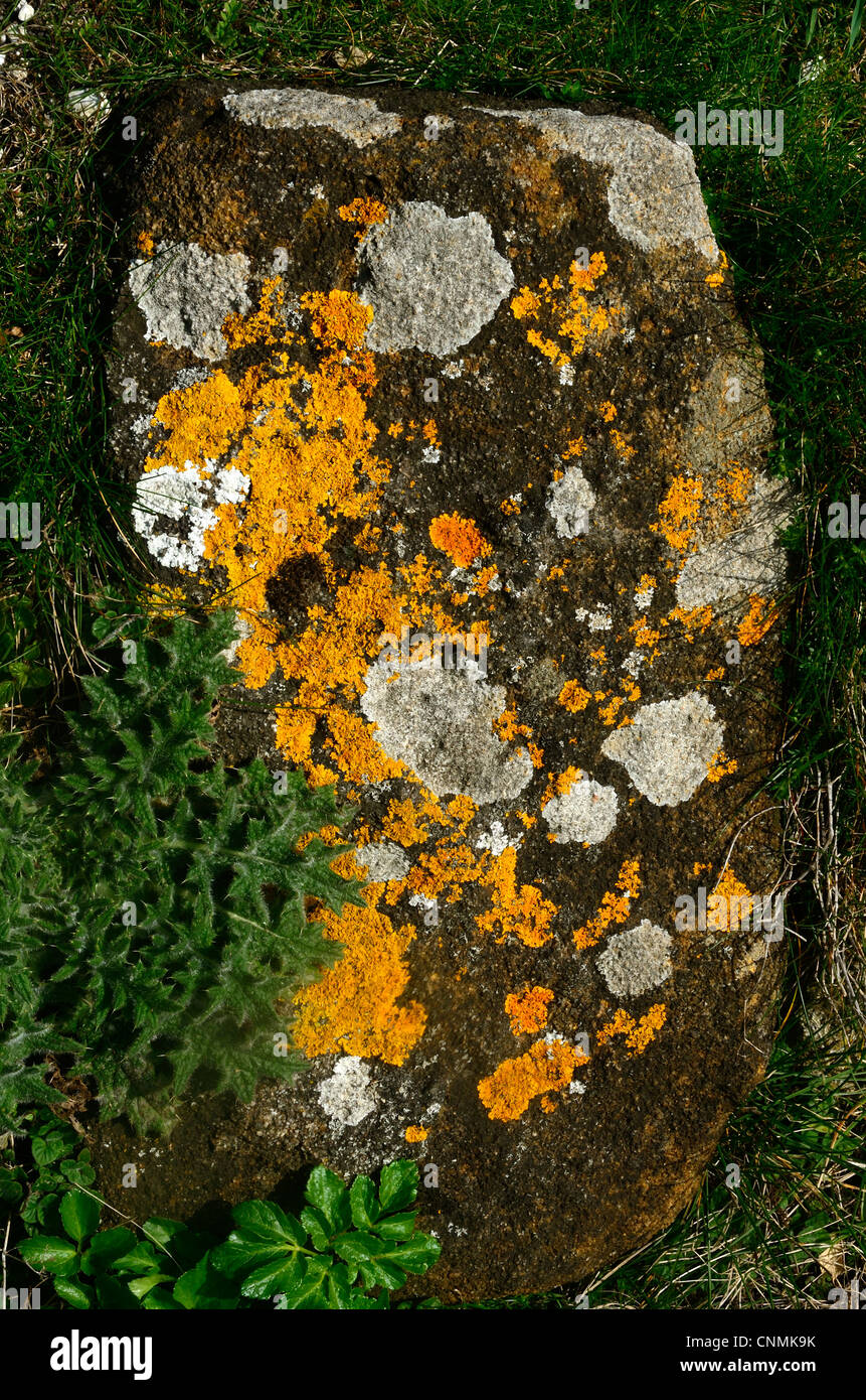 Encrusted with lichen hi-res stock photography and images - Alamy