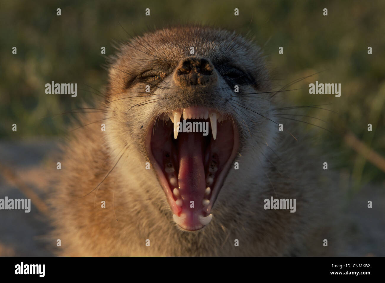 Mongoose africa teeth hi-res stock photography and images - Alamy