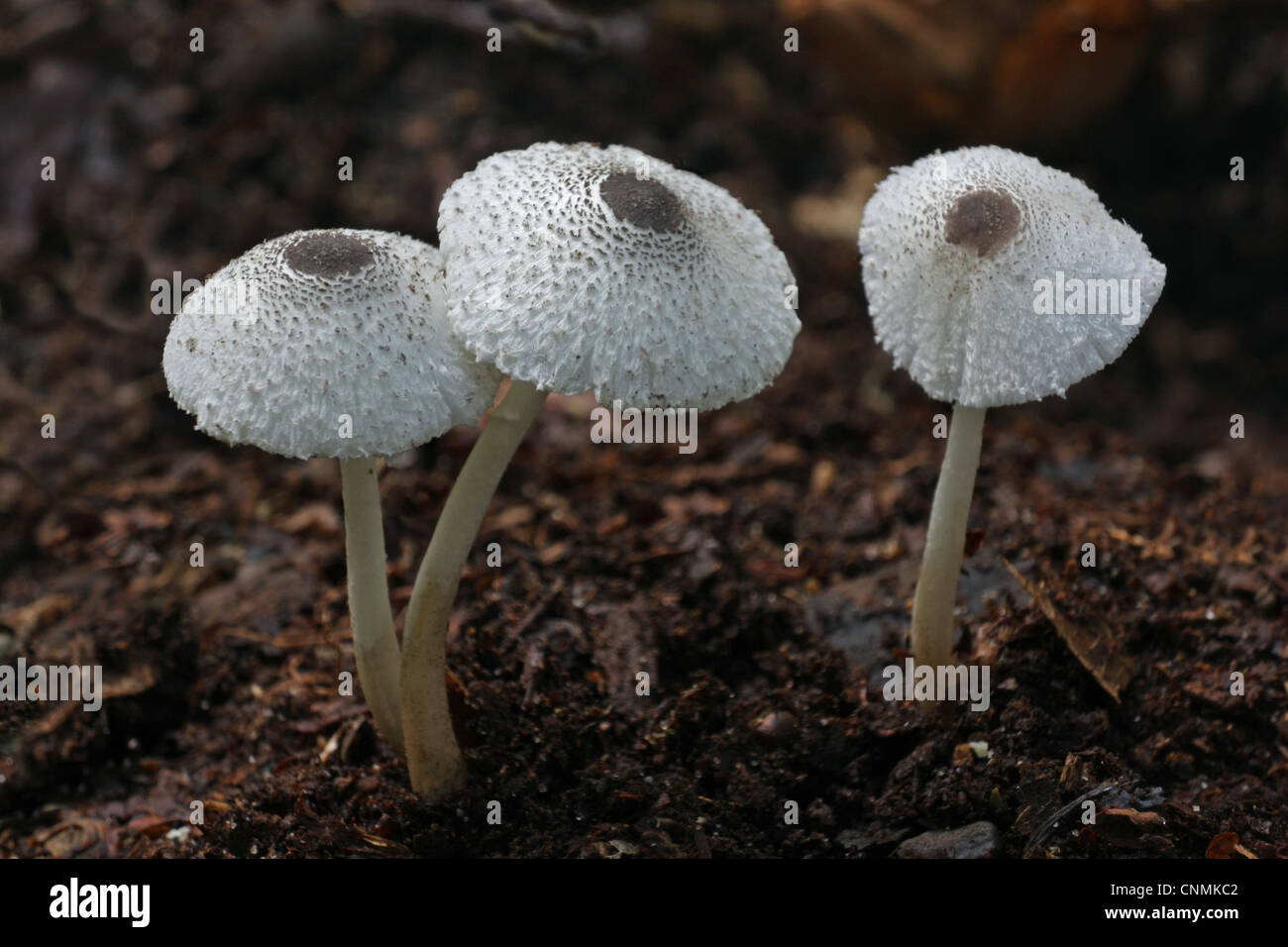Skullcap hi-res stock photography and images - Alamy