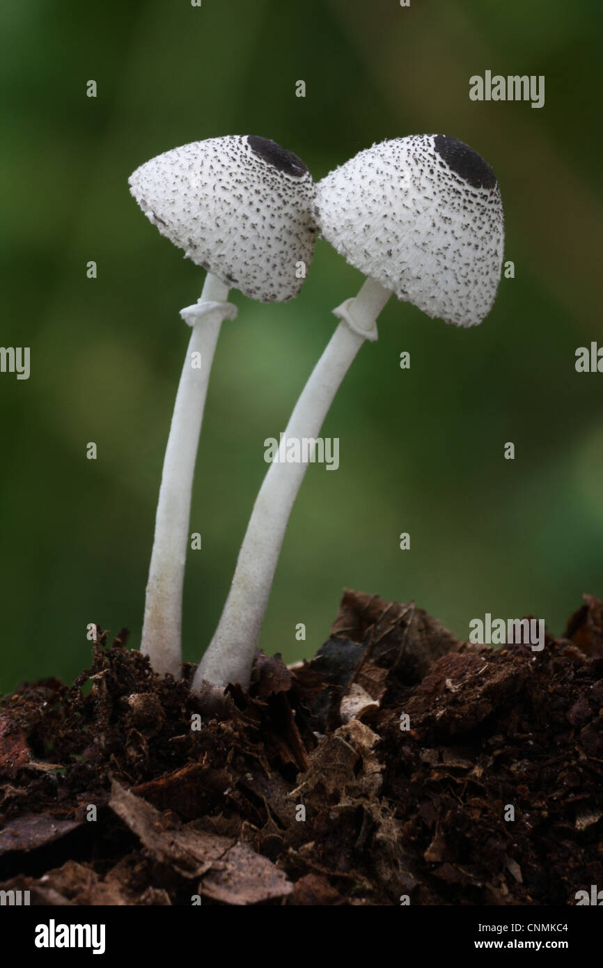 Skullcap Dapperling Leucocoprinus brebissonii fruiting bodies growing ...