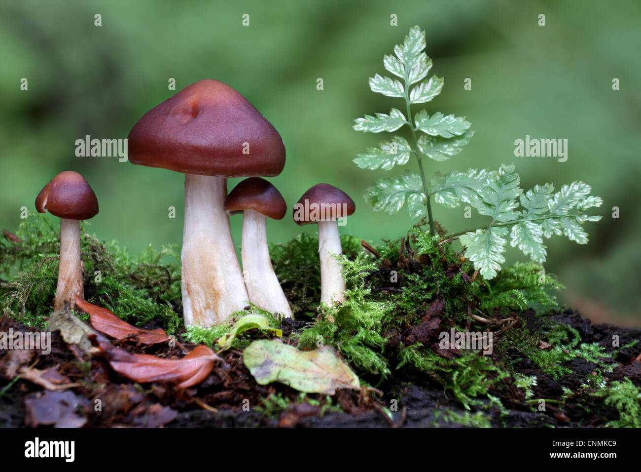 Spindle Shank (Collybia fusipes) fruiting bodies, growing on dead wood ...