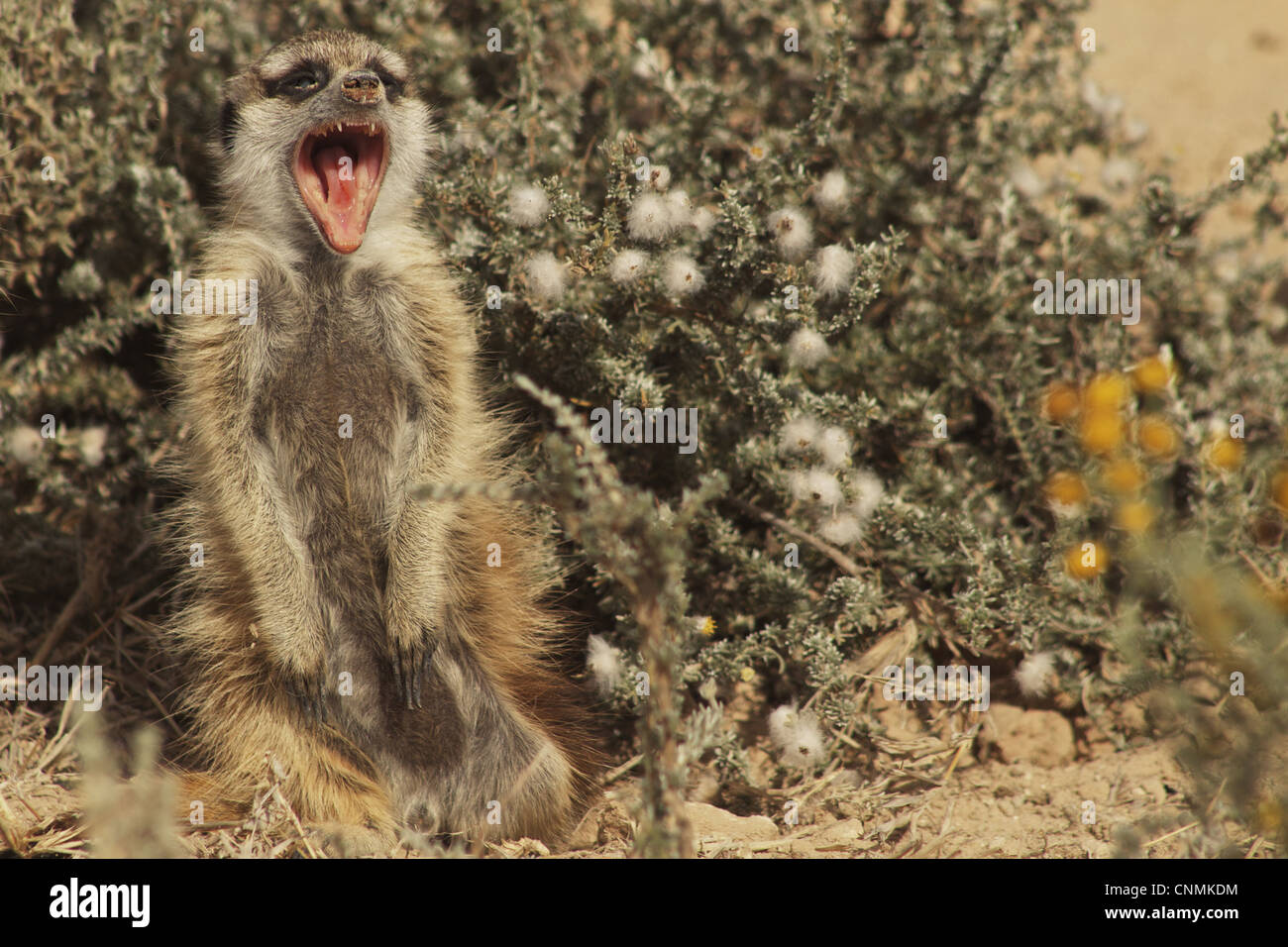 Meerkat Suricata suricatta juvenile yawning Kalahari Meerkat Project ...