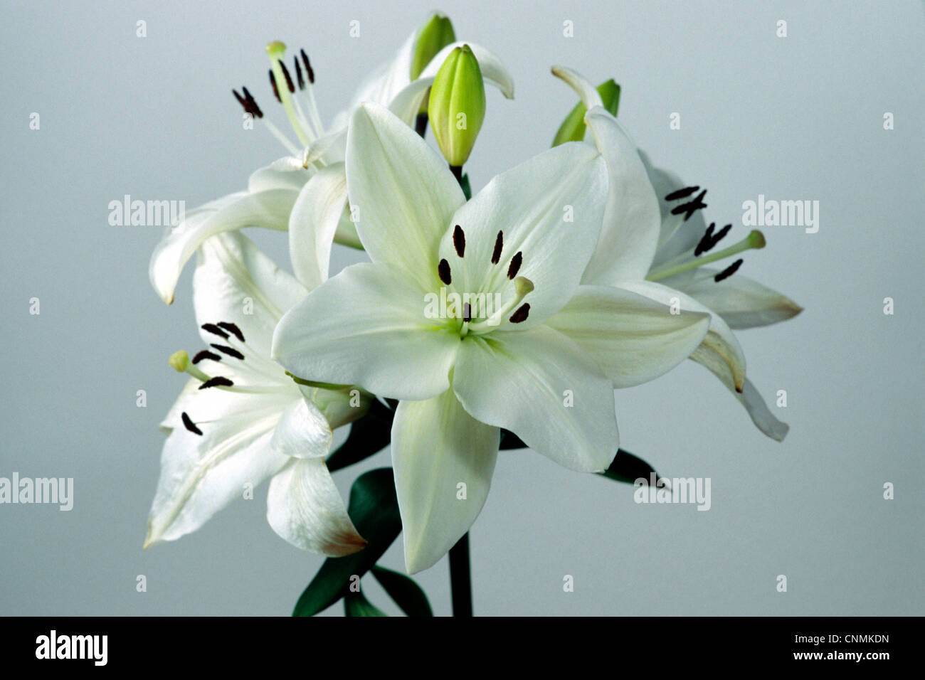 White Lilly Flower Stock Photo - Alamy