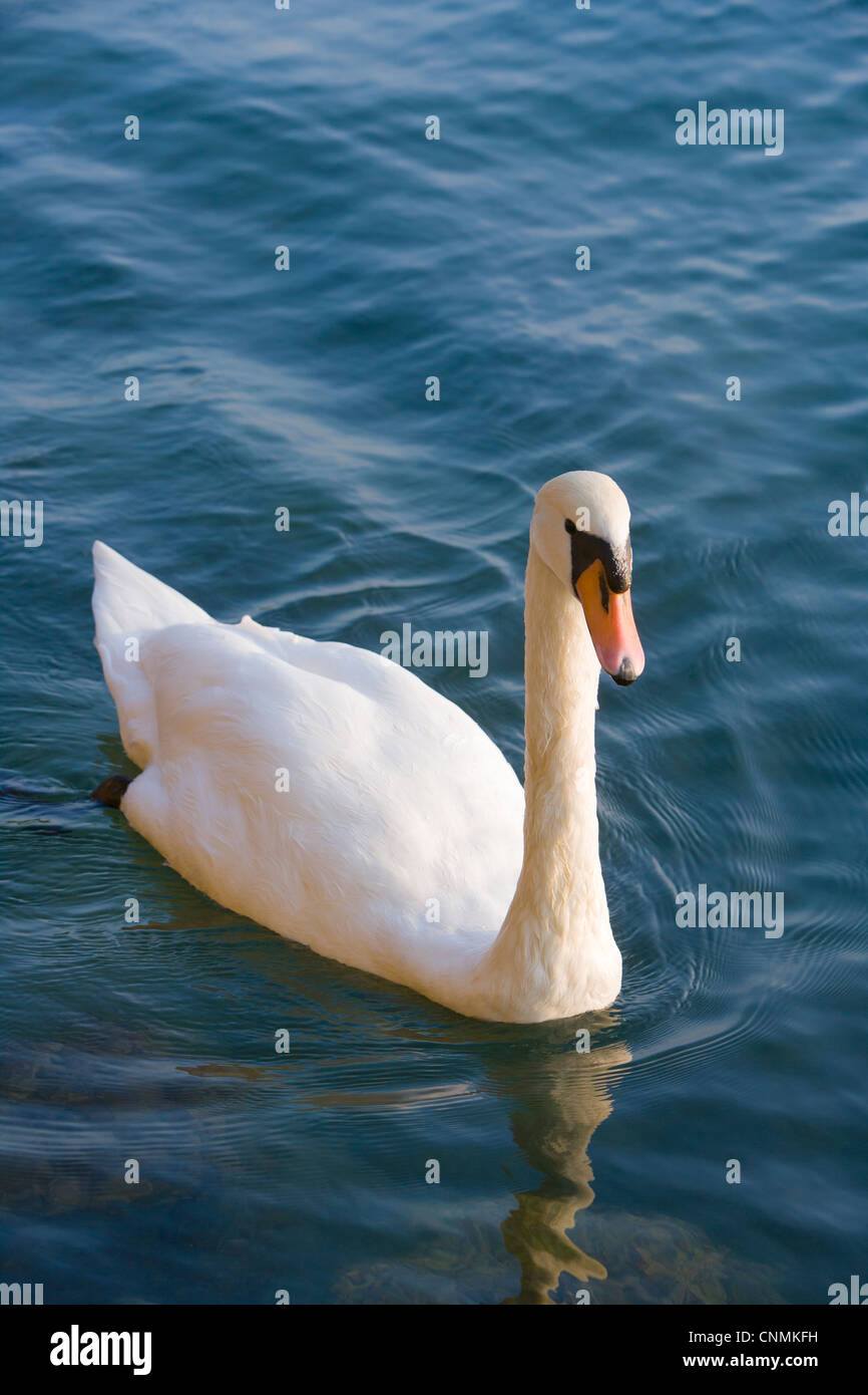 swan on Lake Garda, Italy Stock Photo - Alamy