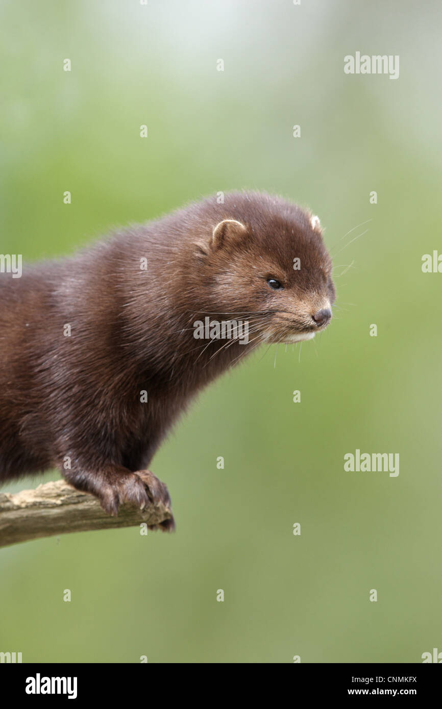 American mink mustela vison standing hi-res stock photography and ...