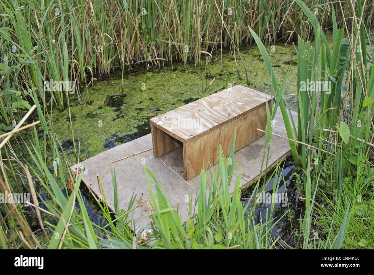 American Mink Mustela vison introduced pest species control floating ...