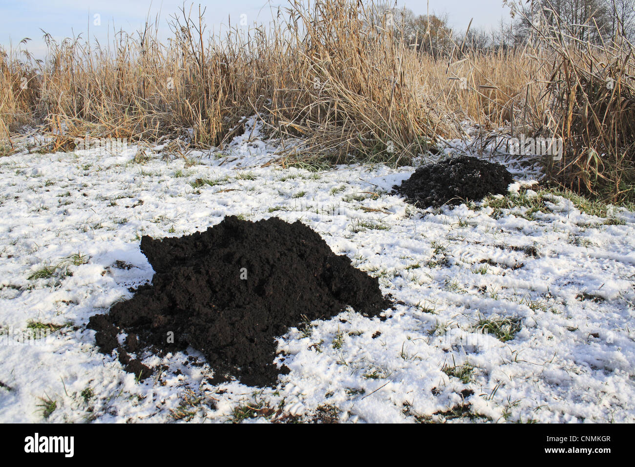 European Mole Talpa europaea 'fortress' molehills path snow covered ...
