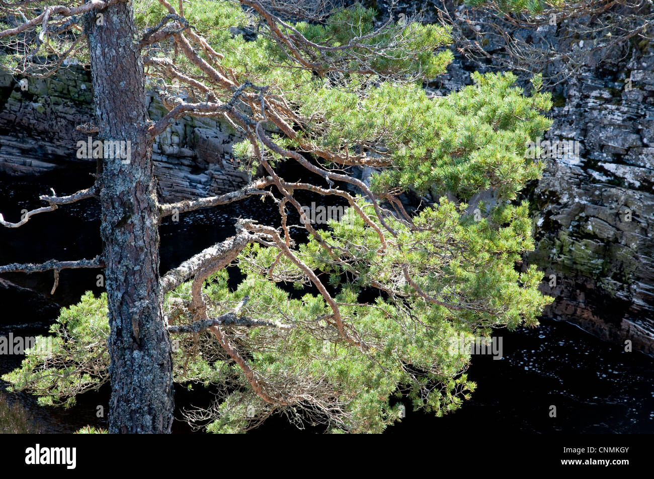 Tree hanging over river hi-res stock photography and images - Alamy